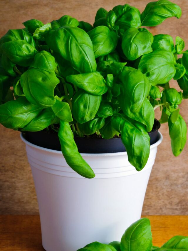 From Pot to Plate: The Art of Growing Basil at Home!
