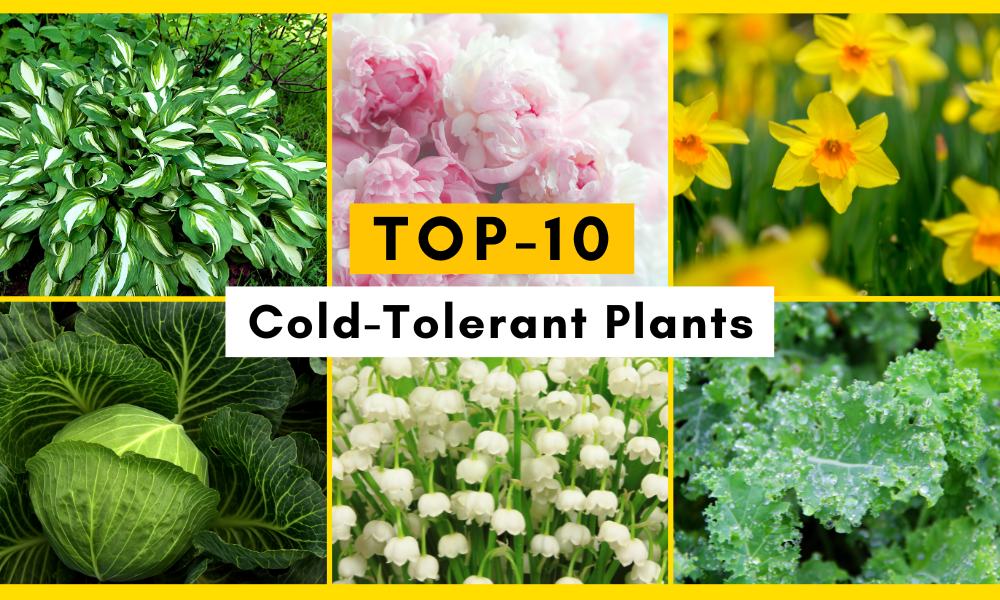 Top 10 Cold-Tolerant Plants for Indian Gardens - Organicbazar Blog