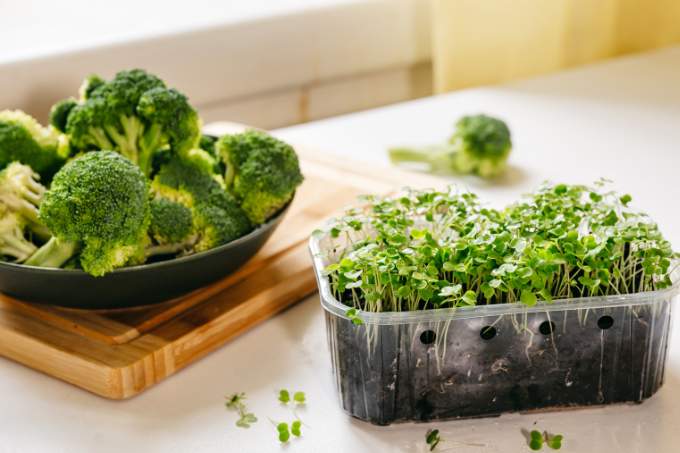 How To Grow Broccoli Microgreens At Home
