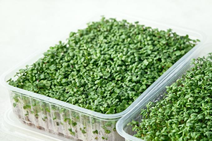 How To Grow Broccoli Microgreens At Home