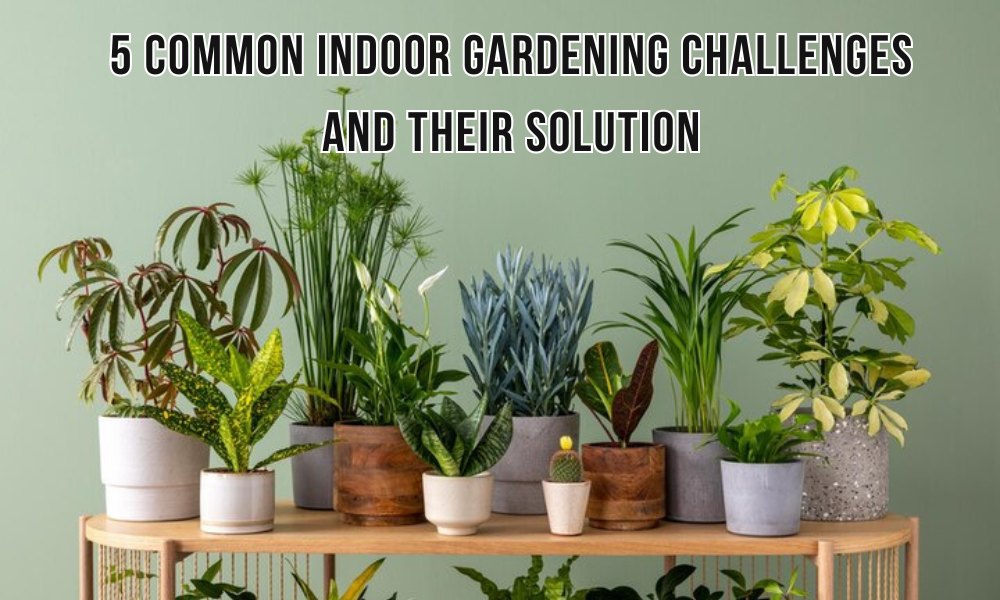 5 Common Indoor Gardening Challenges and Solution - Organicbazar