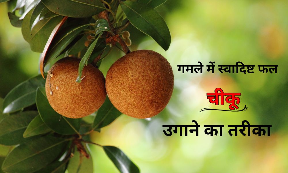 घर पर गमले में मीठे-मीठे चीकू कैसे उगाएं - How To Grow Chiku Plant At ...
