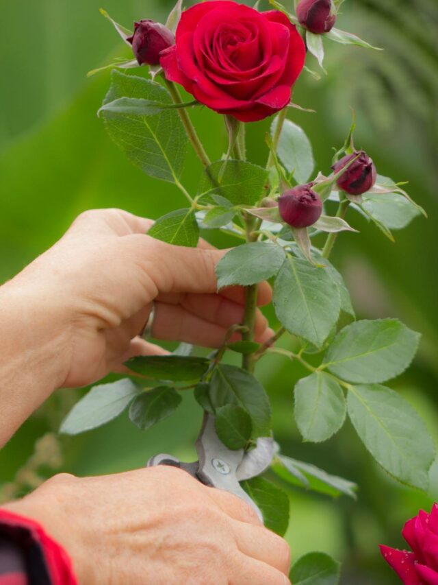 A Guide on Growing Roses from Cuttings of Your Favorite Varieties!