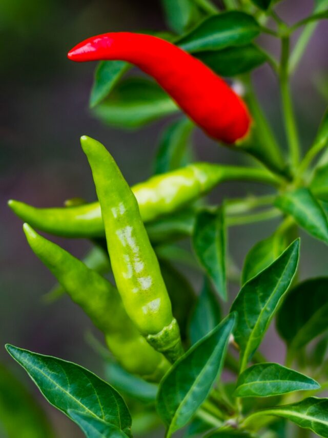 How To Grow Spicy Chillies at Home?