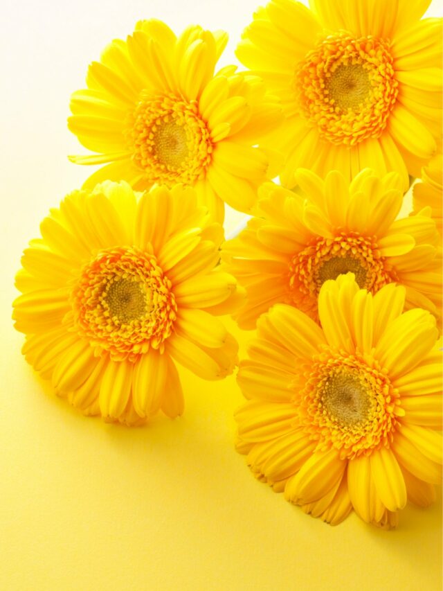 Exquisite Flowers To Grow In December Month In India! - Organicbazar Blog