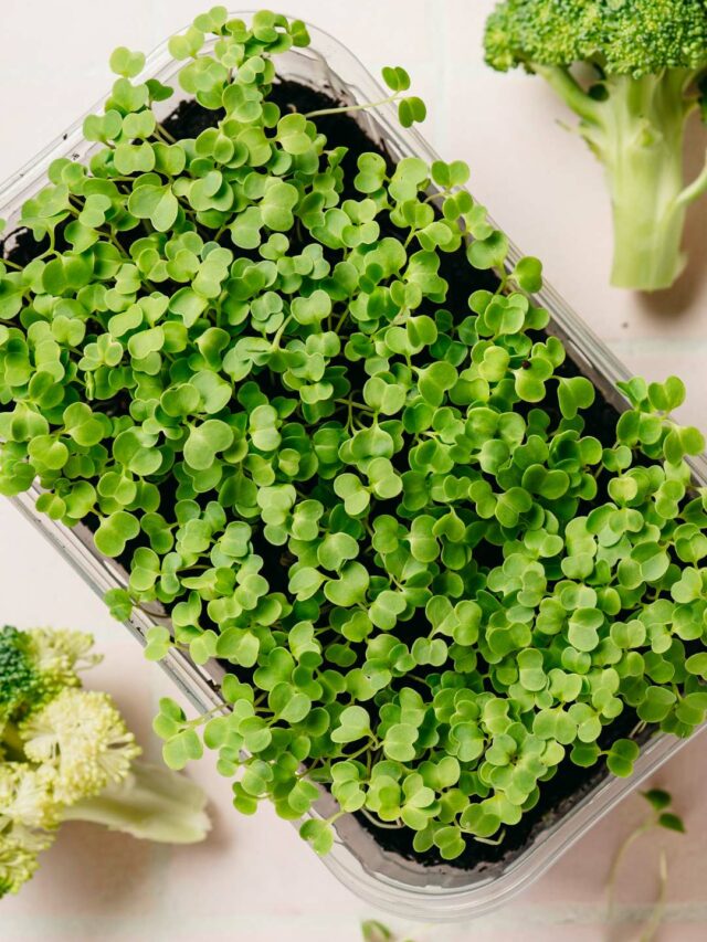 A Step-by-Step Guide to Growing Broccoli Microgreens at Home!