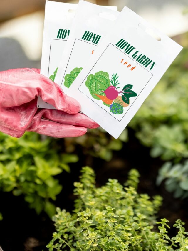 Best Winter Season Vegetable Seeds Kit for Home Garden! - Organicbazar Blog