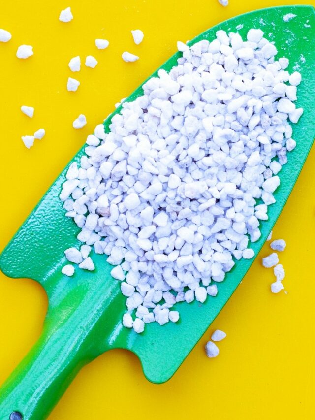 How To Add Perlite To Already Potted Plants? - Organicbazar Blog