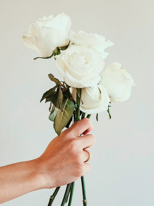 Ideal 365 Days Flowering Plants In India! - Organicbazar Blog