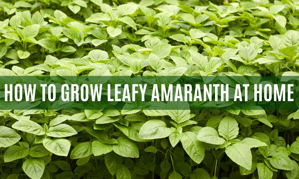 How To Grow Leafy Vegetable Amaranth at Home: A Complete Guide ...