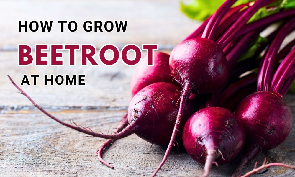 How To Grow Beetroot At Home From Seeds - Organicbazar