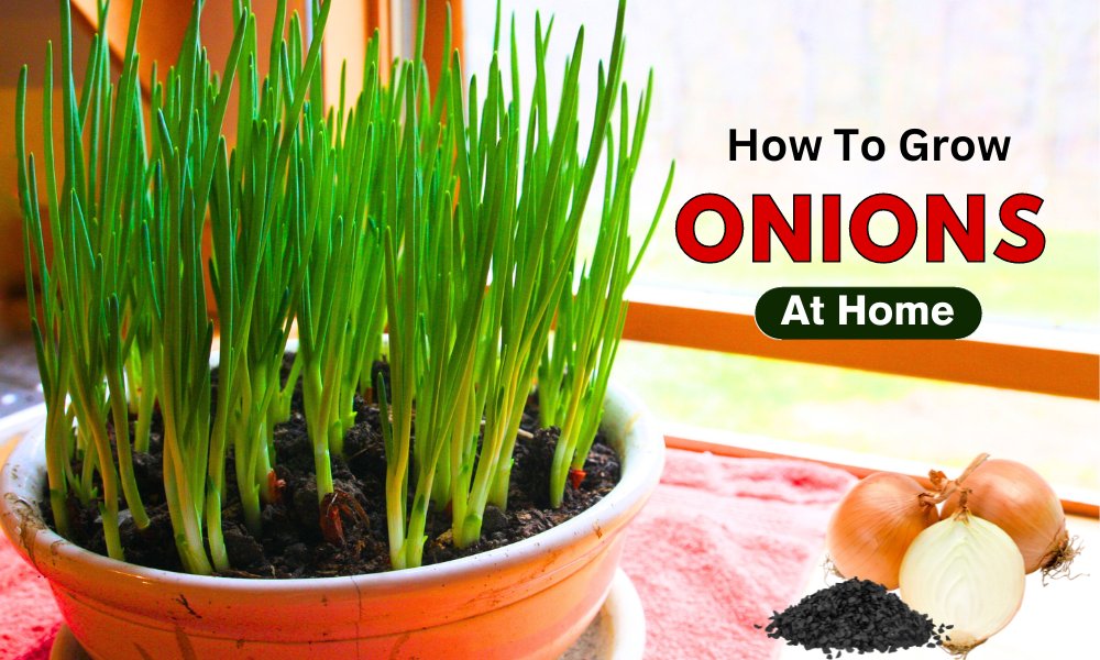 How To Grow Onion At Home In Pots - Organicbazar
