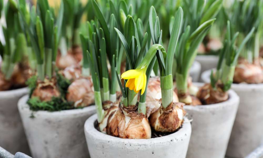 Grow Plants from Bulbs: Get Your Garden Ready with These Tips