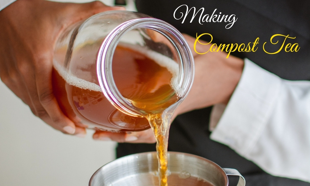 A DIY Guide on How to Make Compost Tea for Plants at Home ...