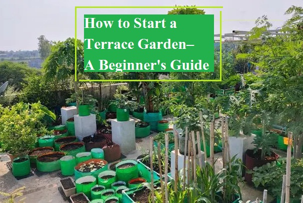Everything You Need to Know to Start a Terrace Garden - Organicbazar Blog
