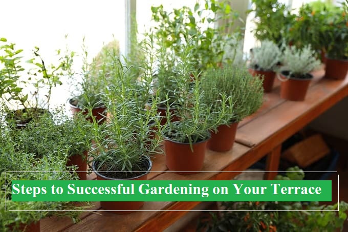 Steps to Successful Gardening on Your Terrace: Guide to Urban Gardening