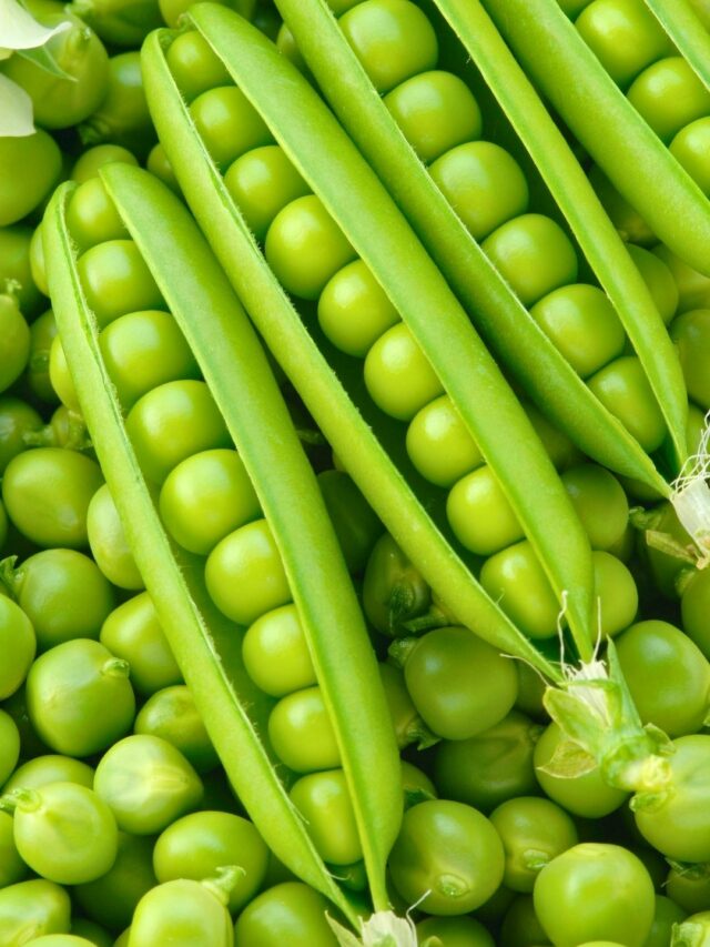 Step-by-Step Guide To Planting Peas From Seeds!