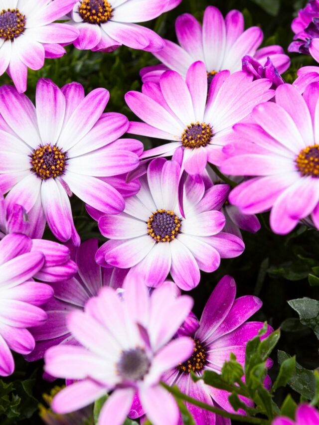 Step by Step Guide to Growing Daisy Flowers at Home? - Organicbazar Blog