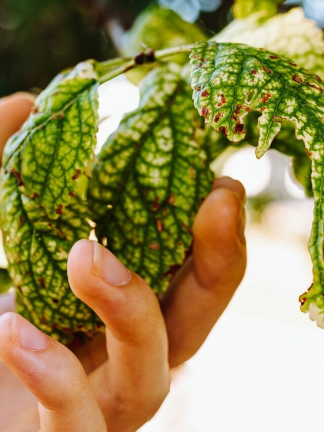 Most Common Plant Problems and Solutions! - Organicbazar Blog