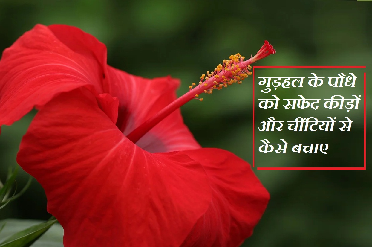 गुड़हल के पौधे को सफेद कीड़ों और चींटियों से कैसे बचाए- How To Protect ...