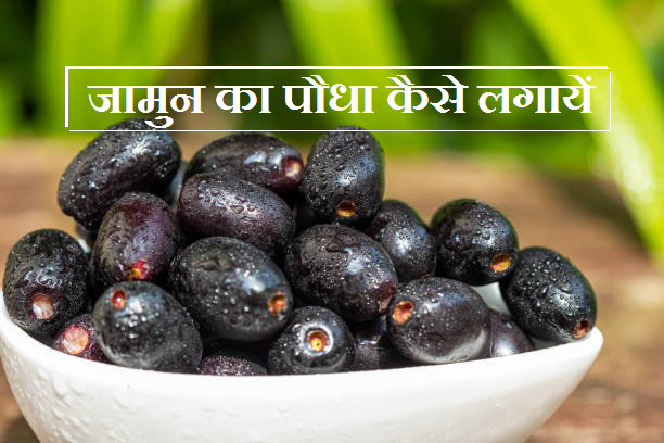 ग्रो बेग में जामुन का पेड़ कैसे लगाए और देखभाल कैसे करें - Jamun Ka Ped ...