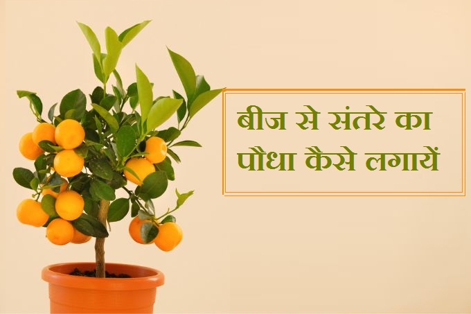 घर में संतरा का पौधा बीज से कैसे लगाए और देखभाल कैसे करें - How To Grow ...