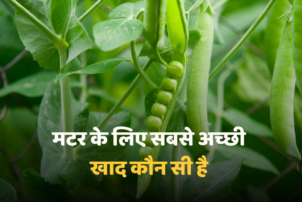 मटर के लिए सबसे अच्छी खाद कौन सी है - What Is The Best Fertilizer For ...