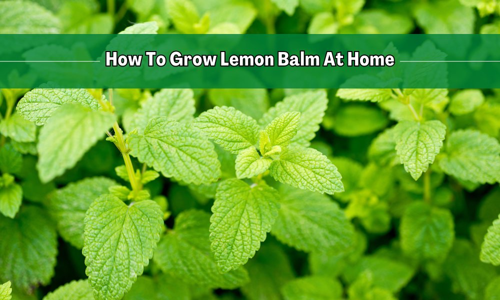 How To Grow Lemon Balm Herb At Home - Organicbazar