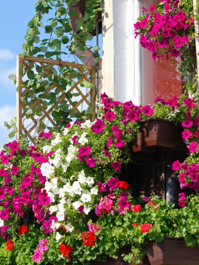 Best Flowering Plants For Indian Balcony! - Organicbazar Blog