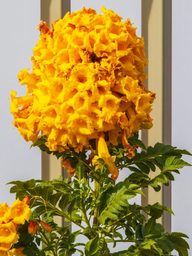 गमलो में ऐसे उगाएं इन खिल-खिले पीले और ऑरेंज फूलों वाला टिकोमा का पौधा ...