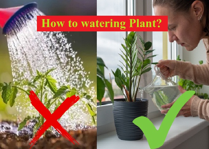 How to Watering Your Plants: 12 Easy Tips - Organicbazar Blog