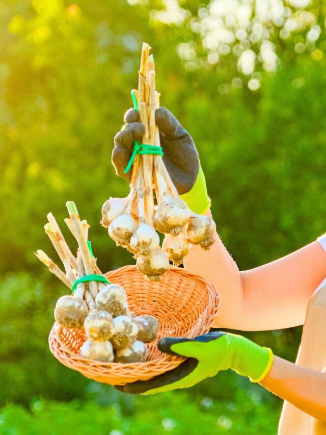 "Garlic Growing Guide: From Planting to Harvesting, Complete Manual ...