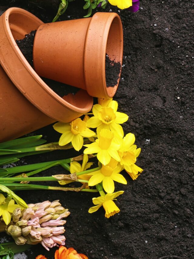 How To Choose The Best Potting Soil For Your Plants! - Organicbazar Blog
