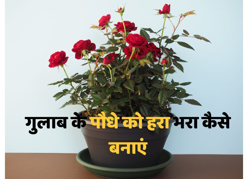 गुलाब के पौधे को हरा भरा बनाने के लिए क्या करना चाहिए? - Organicbazar Blog