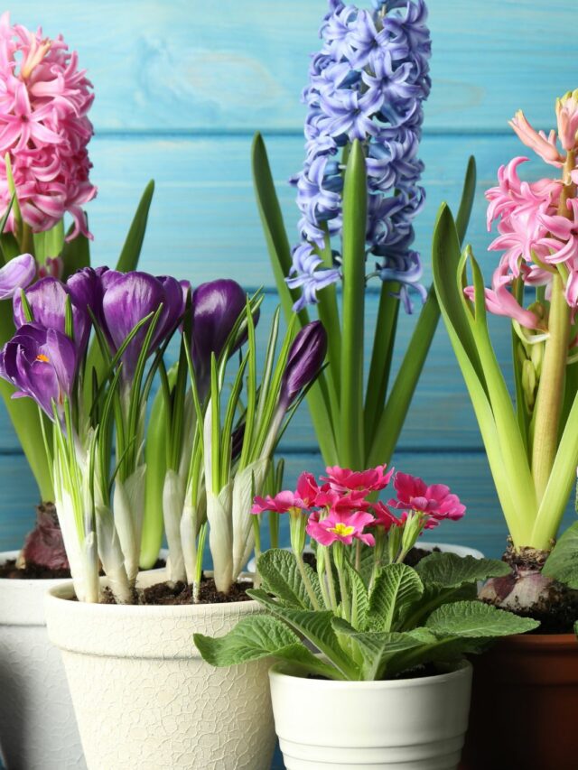 Masterful Tips For Planting and Growing Flower Bulbs! - Organicbazar Blog