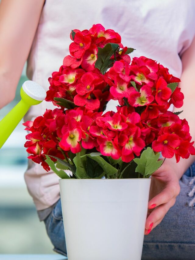 Blooming Bliss: 365 Days of Flowering Plants in India! - Organicbazar Blog