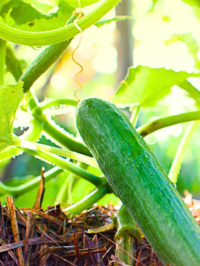 8 Practical Tips for Growing Vine Vegetables in Home Gardens ...