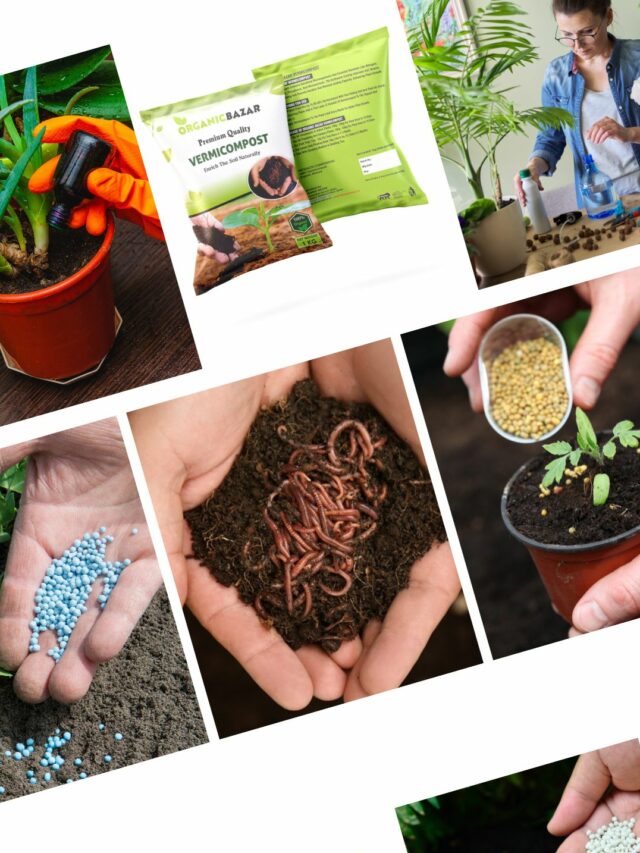 7 Best Organic fertilizer for a Vegetable Garden in India ...