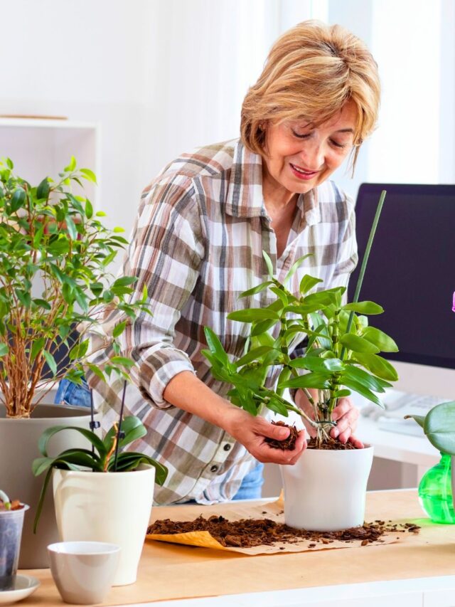 A Guide To Growing Vibrant And Healthy Plants! - Organicbazar Blog