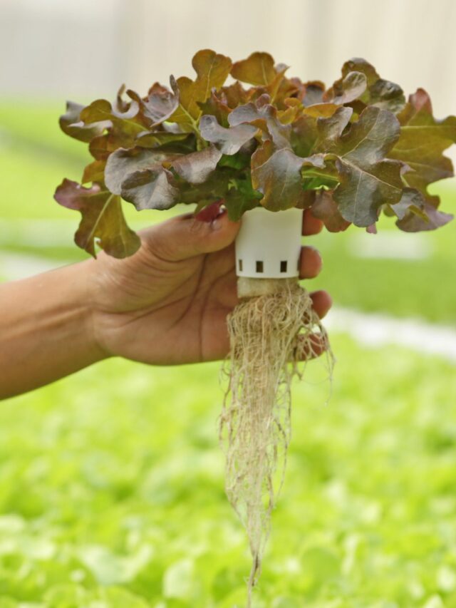 10 Vegetable Which Can Grow without Soil! - Organicbazar Blog
