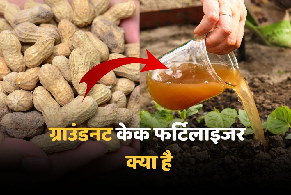 ग्राउंडनट केक फर्टिलाइजर क्या है, इसके फायदे और बनाने का तरीका ...