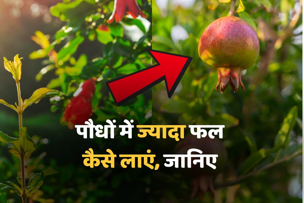 पौधों में ज्यादा फल कैसे लाएं, जानिए - How To Make Plants Grow More ...