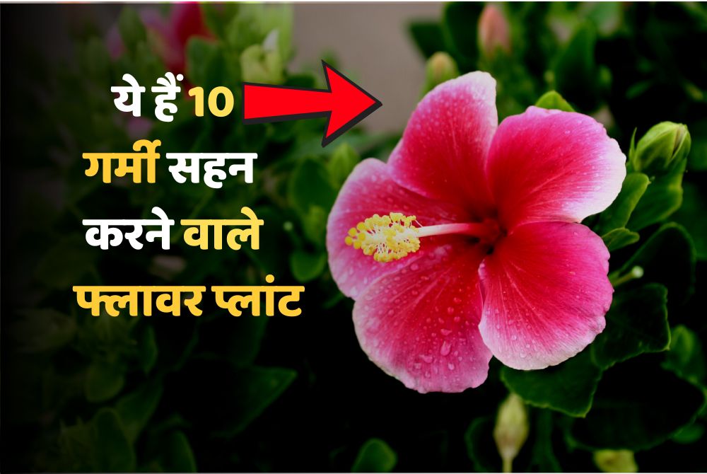 ये हैं 10 गर्मी सहन करने वाले फूलों के पौधें - Heat Tolerant Flower ...