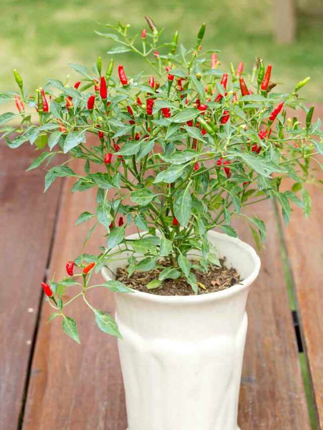 Essential Tips for Growing Green Chillies at Home in summer ...