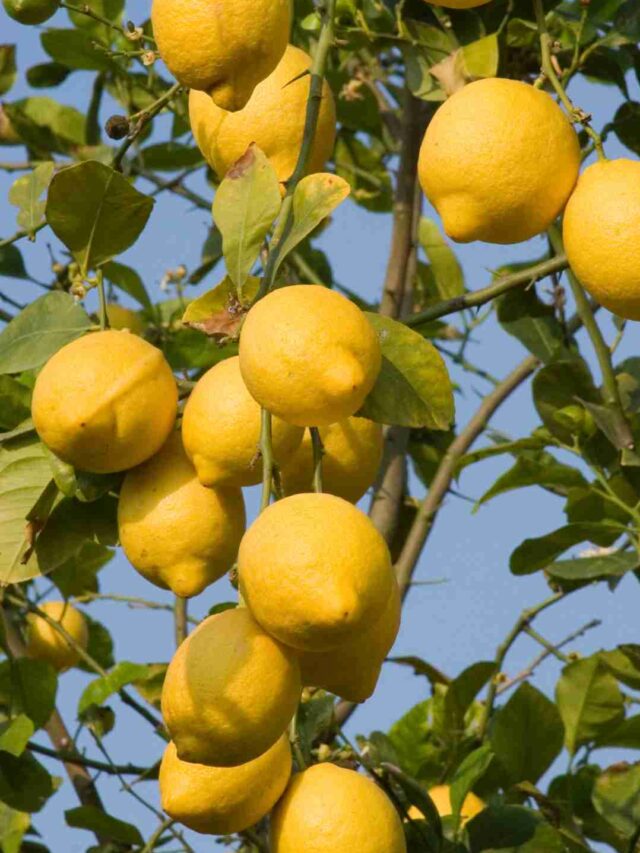 Expert Care Tips for Lemon Plants in Summer" - Organicbazar Blog