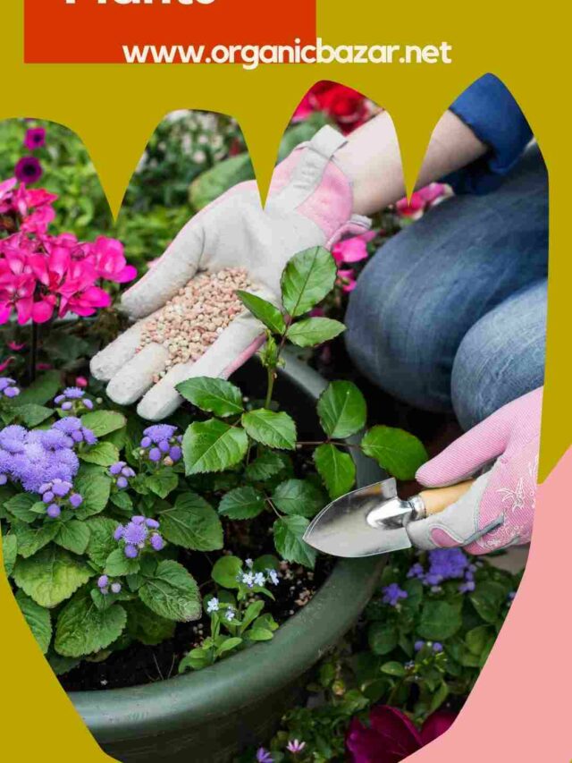 .How To Use Bone Meal In Potted Plants! - Organicbazar Blog
