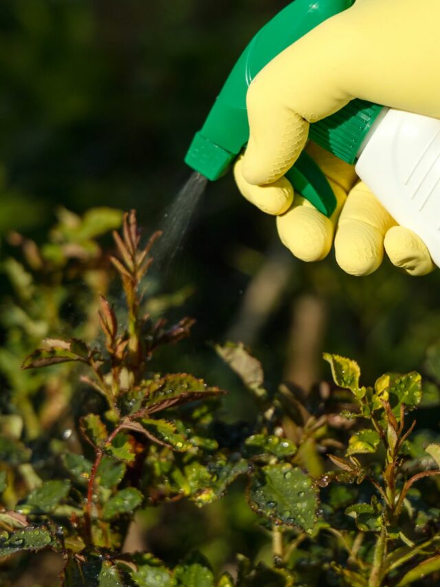 Common Garden Plant Problems: Symptoms,and Solutions! - Organicbazar Blog