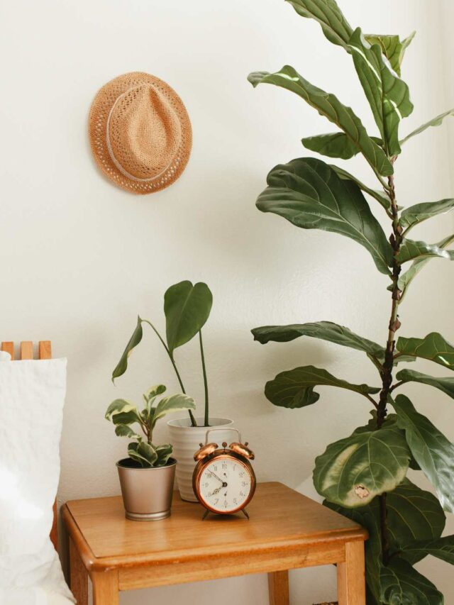 Best Indoor Fragrant Plants For Bedroom! - Organicbazar Blog