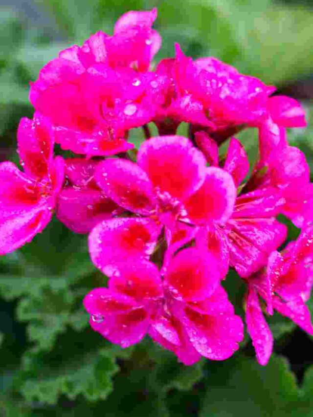 8 Essential Tips for Keeping Your Geraniums Blooming Vibrantly ...