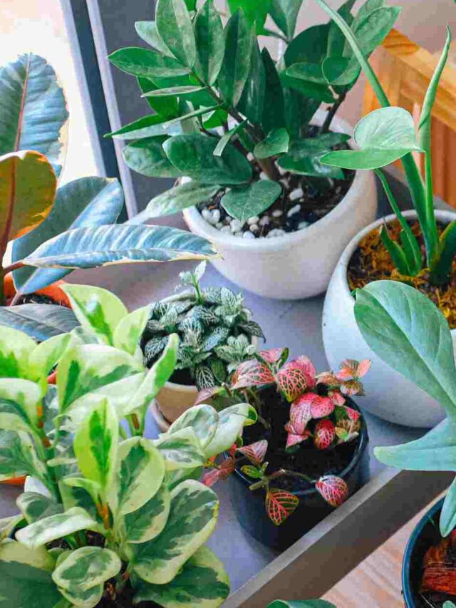 6 Easy Plants You Can Grow from Leaves! - Organicbazar Blog